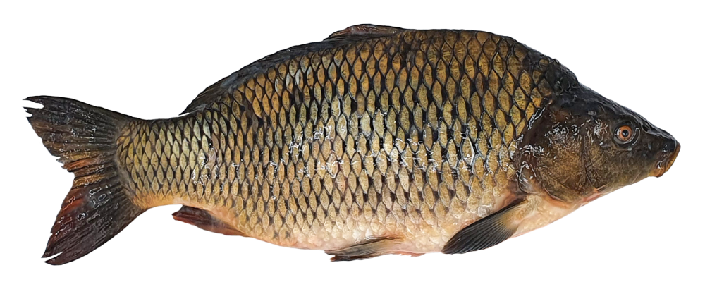 Paprastasis karpis, skrostas, su galva, 1,2-2,5 kg, kg | ePromo